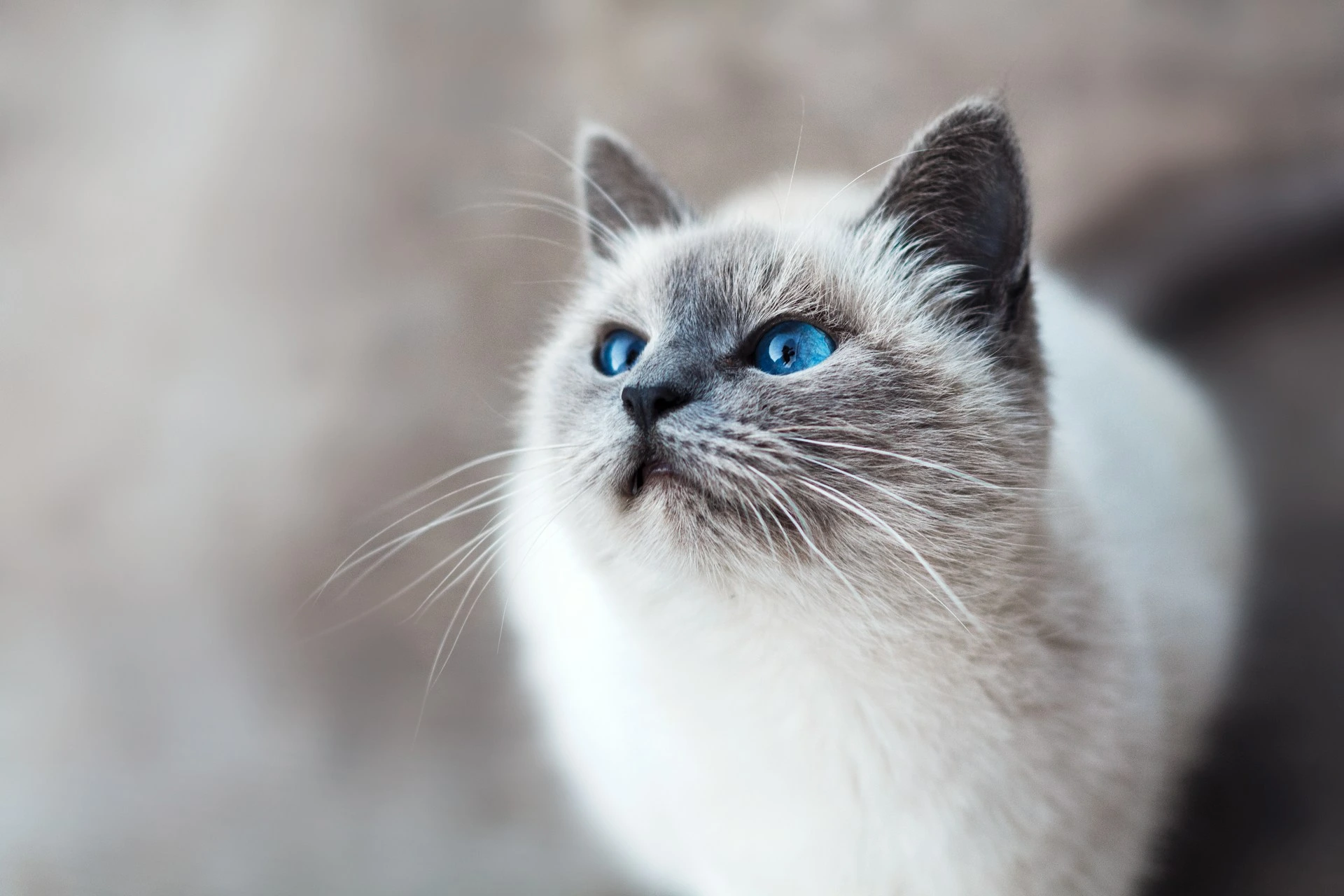 Home Alone: Keeping Your Cat or Dog Happy While You’re Away | Knoll ...